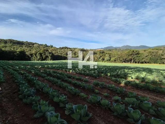Sítio / Chácara para Venda em São José dos Pinhais/PR Contenda