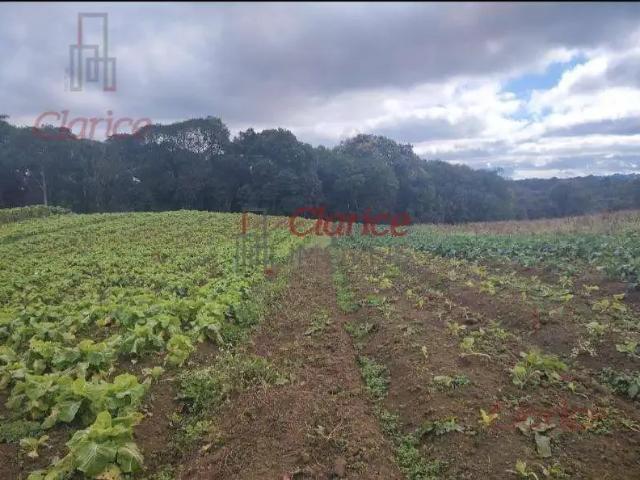 Sítio / Chácara para Venda em São José dos Pinhais/PR Colônia Murici