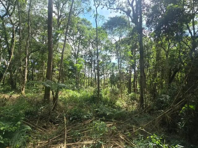 Sítio / Chácara para Venda em São José dos Pinhais/PR Colônia Malhada