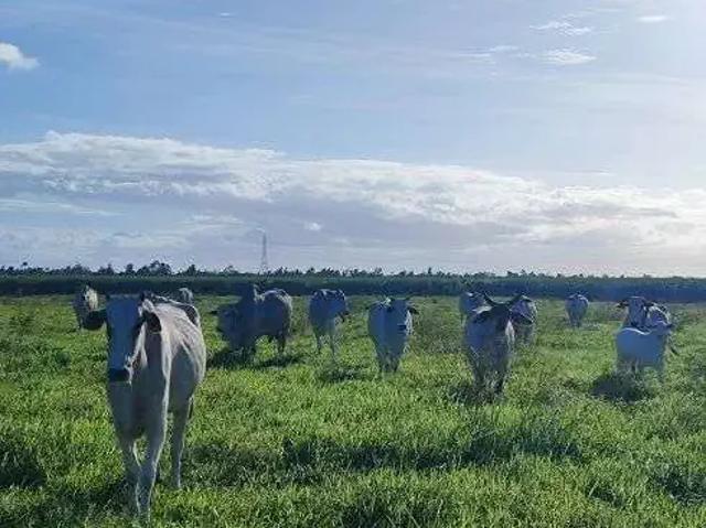 Sítio / Chácara para Venda em São José de Mipibu/RN Centro 15 Quartos