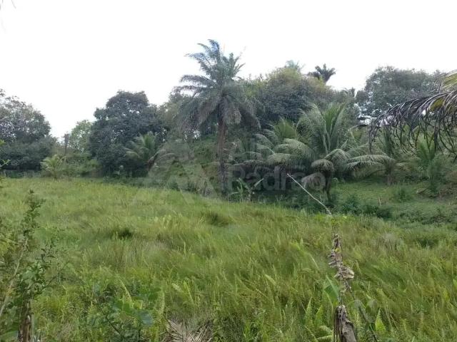 Sítio / Chácara para Venda em São Lourenço da Mata/PE Área Rural de São Lourenço da Mata