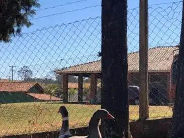 Sítio / Chácara para Venda em São Pedro/SP Santa Cruz 3 Quartos