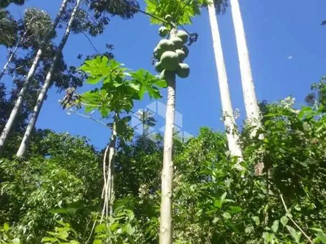 Sítio / Chácara para Venda em São Vendelino/RS Centro