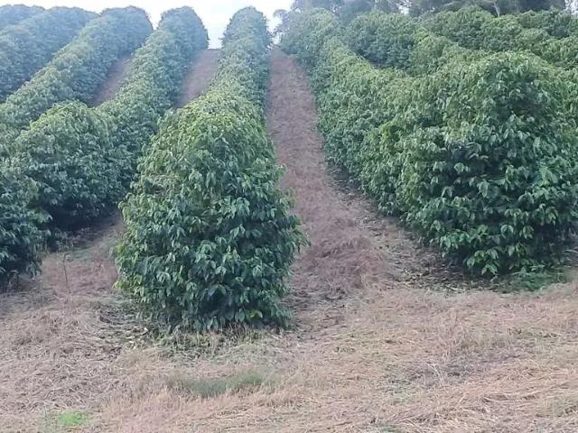 Sítio / Chácara para Venda em Soledade de Minas/MG Zona Rural