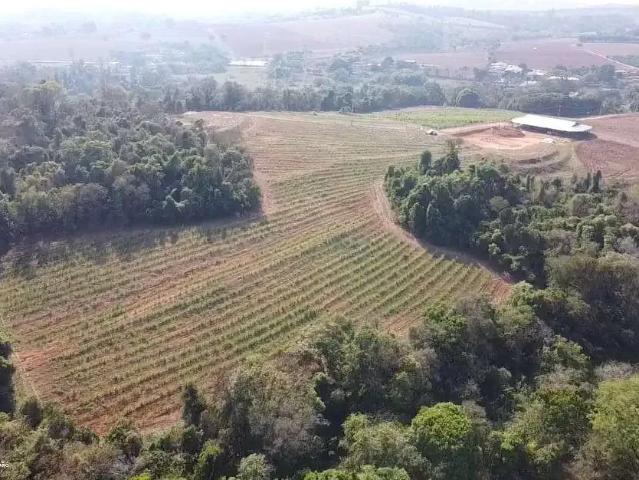 Sítio / Chácara para Venda em Santo Antônio de Posse/SP Zona Rural