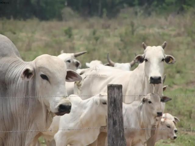 Sítio / Chácara para Venda em Santo Antônio do Leverger/MT Agrovila Das Palmeiras 2 Quartos