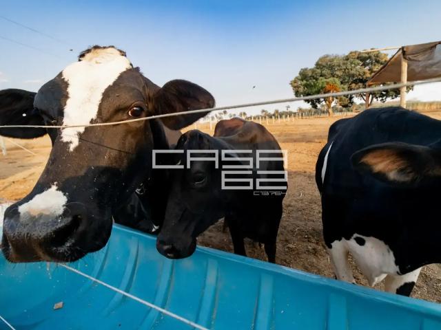 Sítio / Chácara para Venda em Santa Bárbara de Goiás/GO Zona Rural