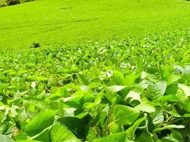 Sítio / Chácara para Venda em Santa Maria do Oeste/PR Centro