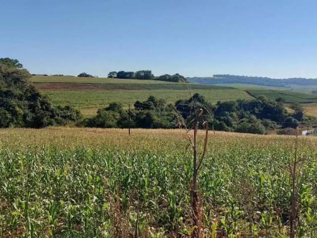 Sítio / Chácara para Venda em Sertanópolis/PR Zona Rural