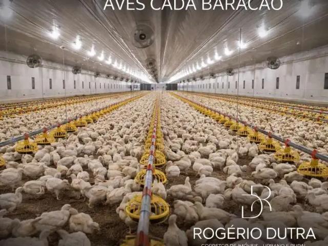 Sítio / Chácara para Venda em Sertanópolis/PR Zona Rural