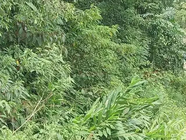 Sítio / Chácara para Venda em Siderópolis/SC Centro
