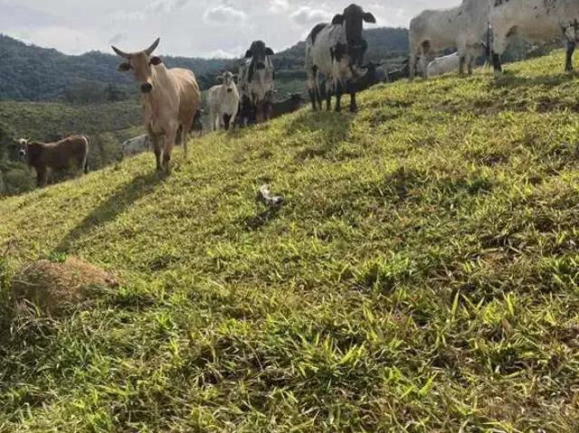 Sítio / Chácara para Venda em Pouso Alegre/MG Área Rural de Pouso Alegre