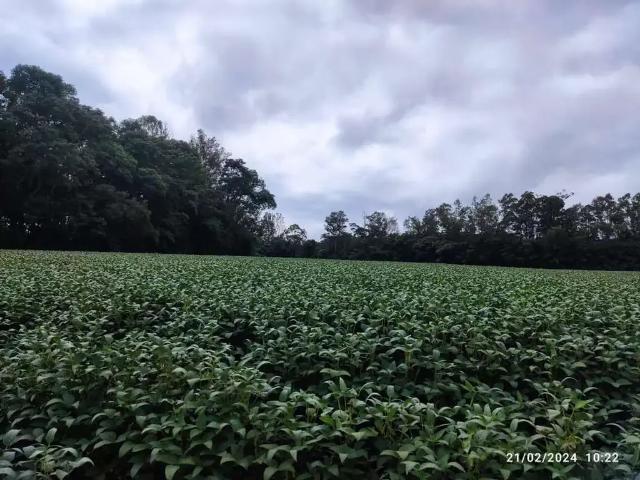 Sítio / Chácara para Venda em Ponta Grossa/PR Colônia Dona LuÍza
