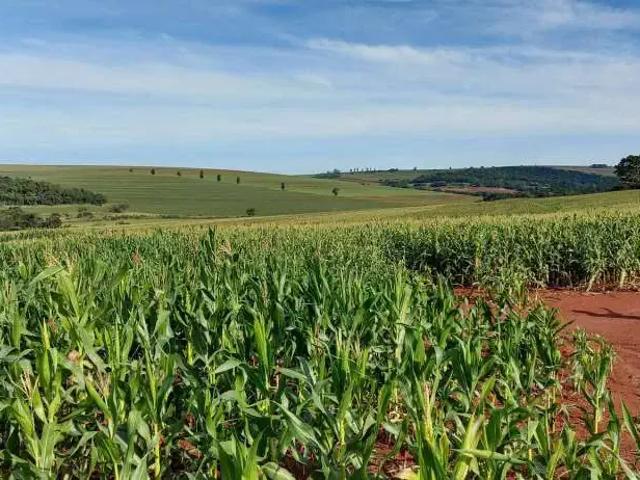 Sítio / Chácara para Venda em Porecatu/PR Zona Rural
