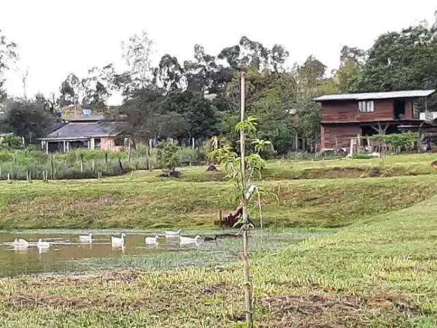 Sítio / Chácara para Venda em Portão/RS Rincão do Cascalho
