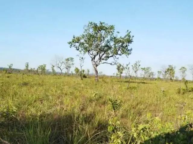 Sítio / Chácara para Venda em Palmas/TO Área Rural de Palmas