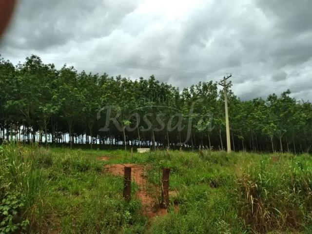 Sítio / Chácara para Venda em Palmeira D'Oeste/SP Zona Rural