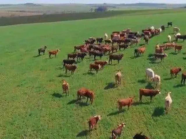 Sítio / Chácara para Venda em Palmeira/PR Zona Rural 4 Quartos