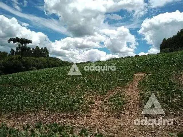 Sítio / Chácara para Venda em Palmeira/PR Centro