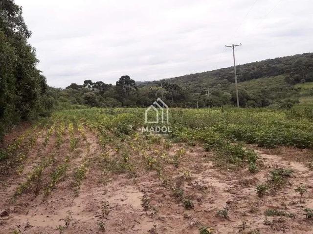 Sítio / Chácara para Venda em Palmeira/PR Queimadas