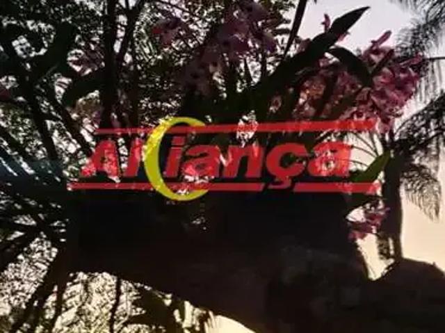 Sítio / Chácara para Venda em Pedra Bela/SP Pitangueiras do Meio 5 Quartos
