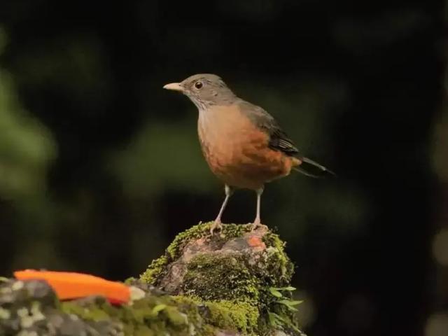 Sítio / Chácara para Venda em Peruíbe/SP jardim Somar 5 Quartos