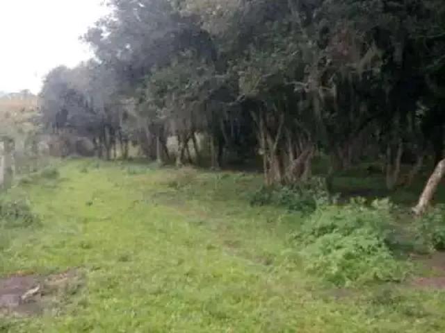 Sítio / Chácara para Venda em Pinhais/PR Weissópolis