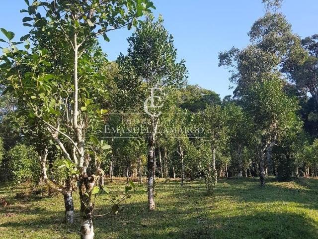 Sítio / Chácara para Venda em Piraquara/PR Roça Nova