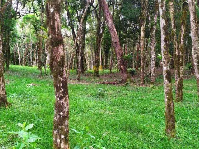 Sítio / Chácara para Venda em Piraquara/PR Recreio da Serra