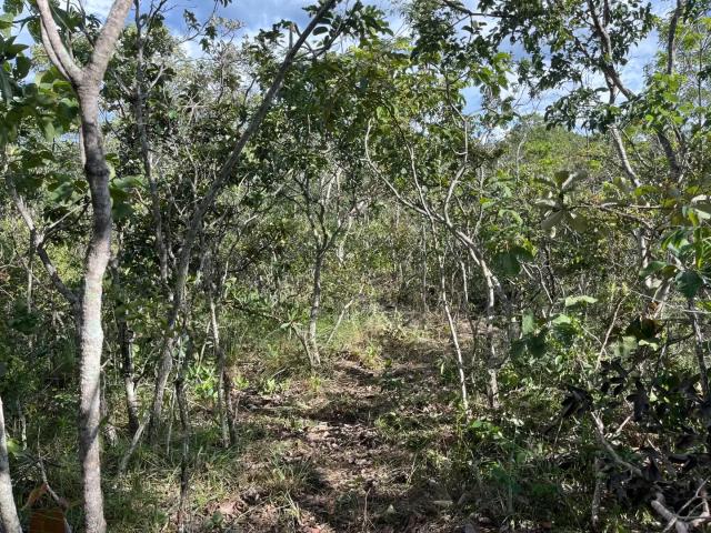 Sítio / Chácara para Venda em Pirenópolis/GO Zona Rural