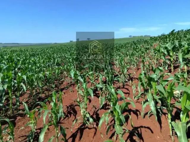 Sítio / Chácara para Venda em Primeiro de Maio/PR Centro 1 Quartos