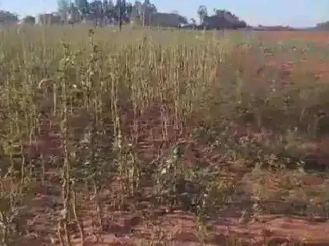 Sítio / Chácara para Venda em Promissão/SP Zona Rural 2 Quartos