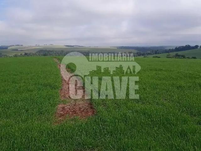 Sítio / Chácara para Venda em Rolândia/PR Zona Rural