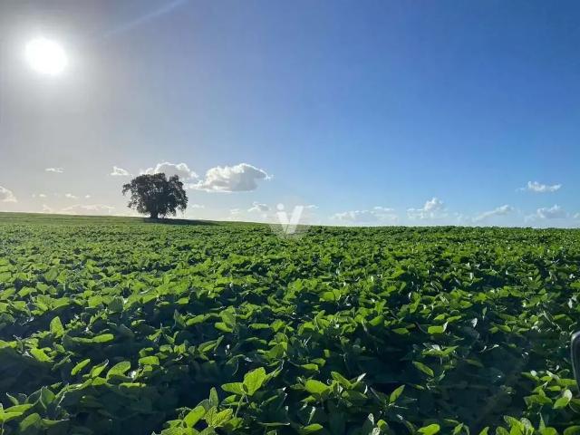 Sítio / Chácara para Venda em Rosário do Sul/RS Zona Rural