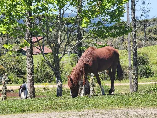 Sítio / Chácara para Venda em Rancho Queimado/SC Campo da Espera 18 Quartos