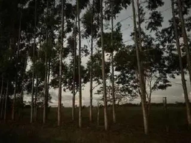 Sítio / Chácara para Venda em Ribeirão do Largo/BA Zona Rural