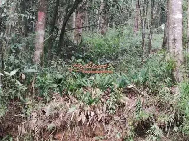 Sítio / Chácara para Venda em Ribeirão Pires/SP Centro de Ouro Fino Paulista