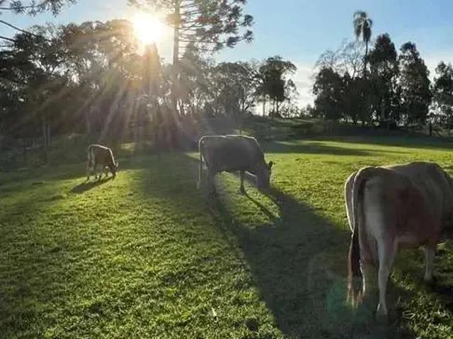 Sítio / Chácara para Venda em Rio Negro/PR Zona Rural 3 Quartos