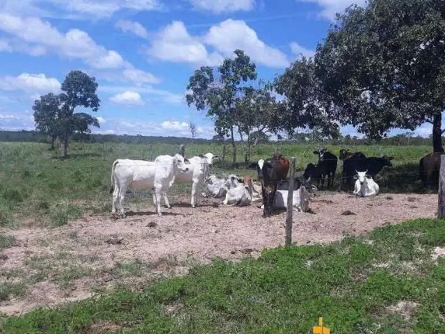 Sítio / Chácara para Venda em Rio da Conceição/TO Zona Rural