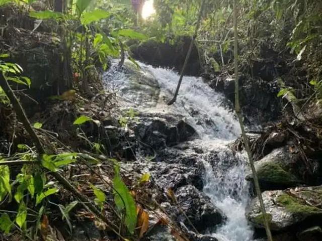 Sítio / Chácara para Venda em Rio dos Cedros/SC Centro Rio Rosinha