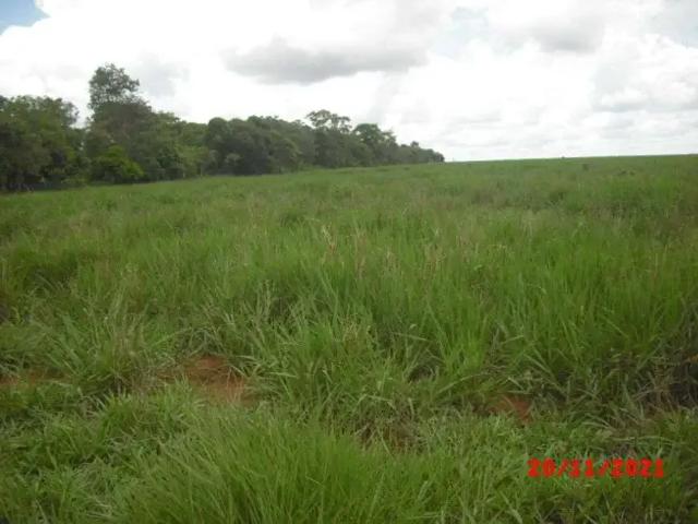 Sítio / Chácara para Venda em Rio Verde de Mato Grosso/MS Centro