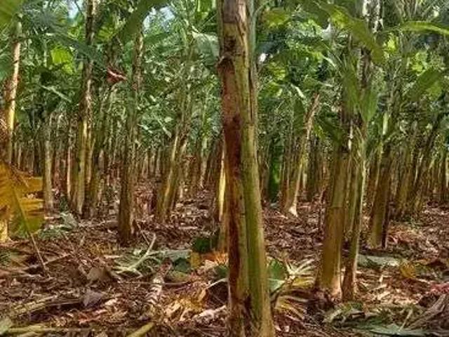 Sítio / Chácara para Venda em Touros/RN Zona Rural 3 Quartos