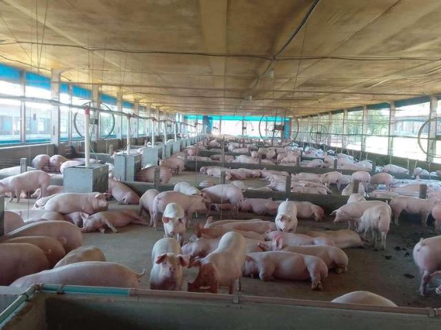 Sítio / Chácara para Venda em Toledo/PR Área Rural de Toledo 3 Quartos