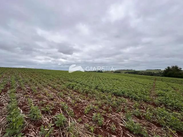 Sítio / Chácara para Venda em Toledo/PR Área Rural de Toledo