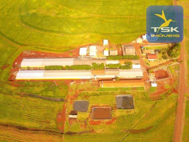 Sítio / Chácara para Venda em Toledo/PR Vila Pioneiro