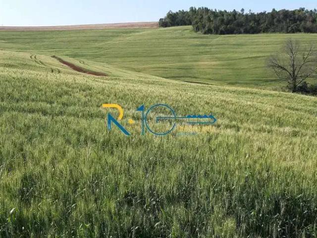 Sítio / Chácara para Venda em Tamarana/PR Zona Rural