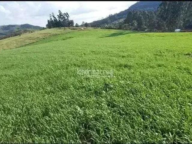 Sítio / Chácara para Venda em Tamarana/PR Zona Rural