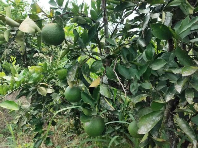 Sítio / Chácara para Venda em Tanguá/RJ Muriqui