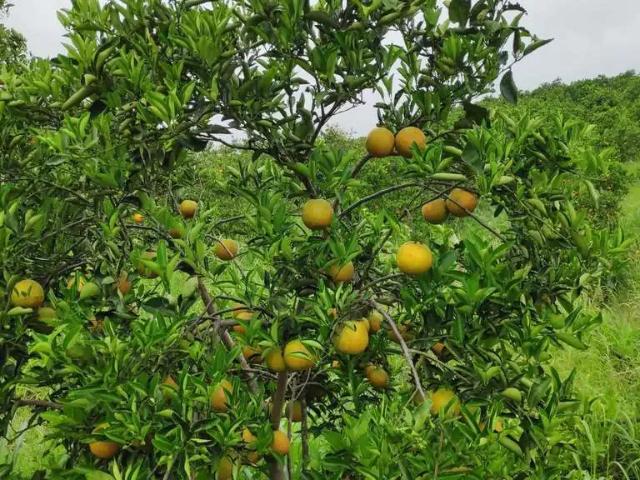 Sítio / Chácara para Venda em Tanguá/RJ Posse dos Coutinhos