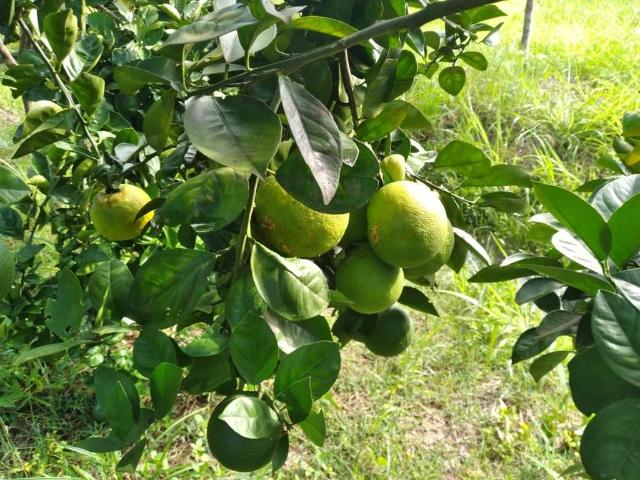 Sítio / Chácara para Venda em Tanguá/RJ Zona Rural